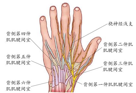 第十五节 桡骨远端骨折切开复位钢板内固定术 手术彩图 医学