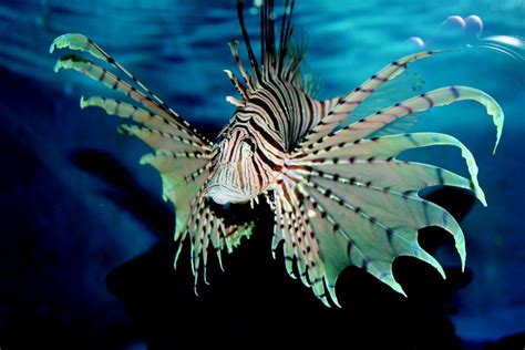 Images Gratuites mer eau la nature océan aile animal faune