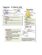 Understanding Neurons: Structure, Function, and Nervous System | Course Hero