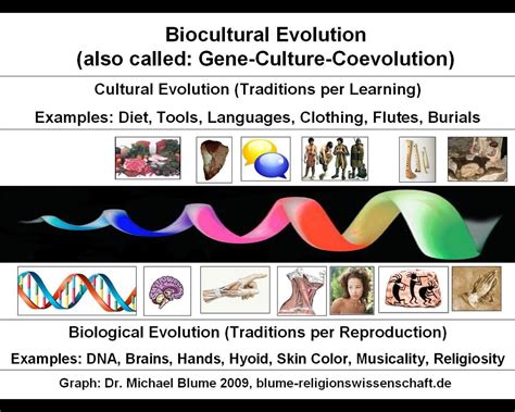 Gene Culture Coevolution Dragonflyissuesinevolution13 Wiki Fandom