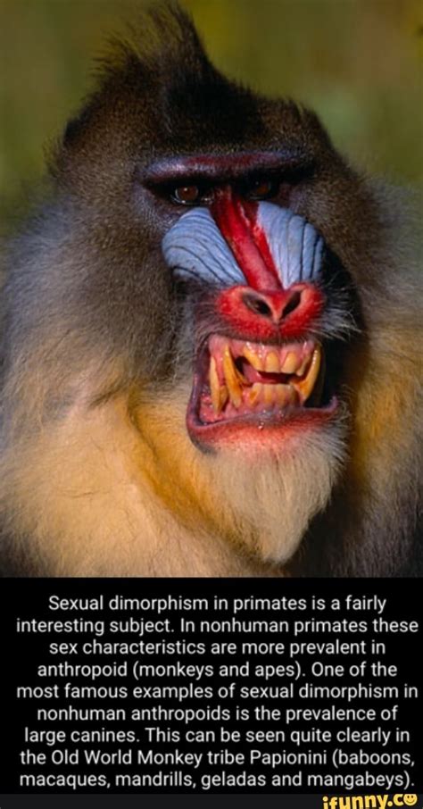 Sexual Dimorphism In Primates Is A Fairly Interesting Subject In