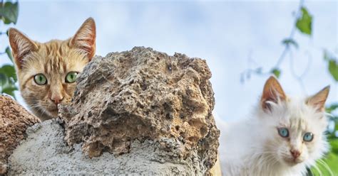 ¿por Qué Los Gatos Tienen Tan Buena Vista Nocturna El Corral De Laura