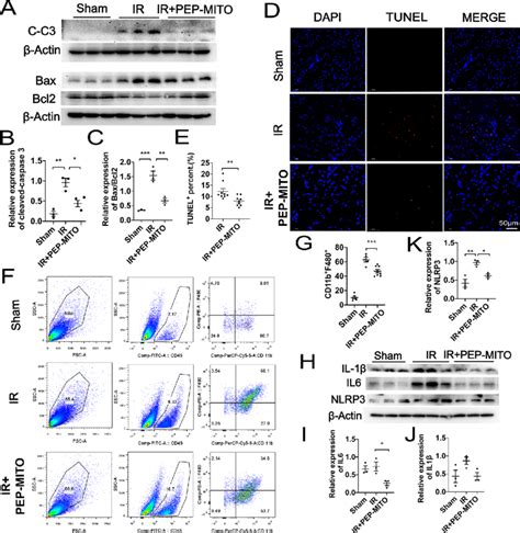 Protective Role Of Pep−tpp−mitochondria In Myocardial Ir Injury By
