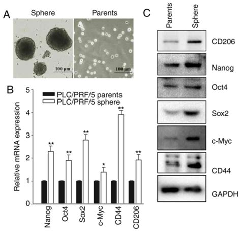 Identification Of Cd206 As A Potential Biomarker Of Cancer Stem‑like