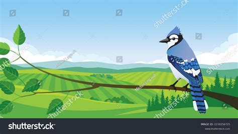 Jay Vector Photos And Images