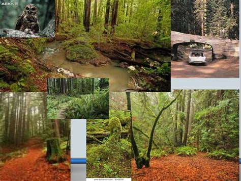 Ecosystems Structure And Function Pptx