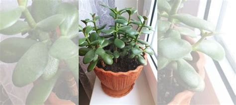 Толстянка, денежное дерево купить в Краснодаре | Товары для дома и дачи ...