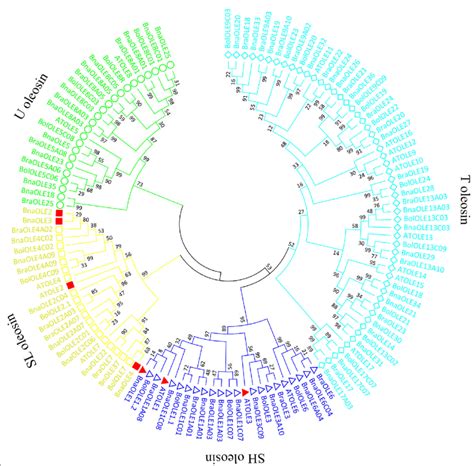 Phylogenetic Analysis Of The A Thaliana B Rapa B Oleracea And B