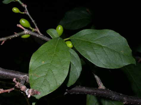 Lindera Benzoin Lauraceae Image 6163 At