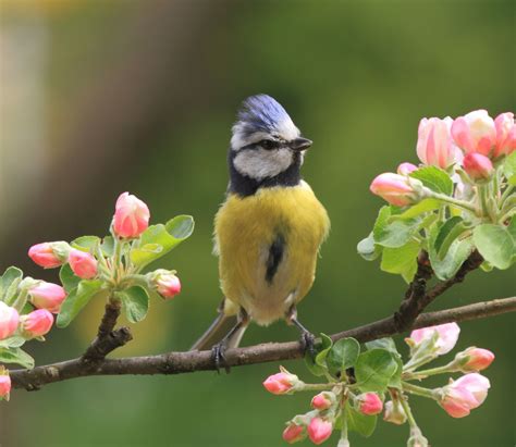 What Sound Does A Tit Bird Make Audio Samples Inside Bird Nature