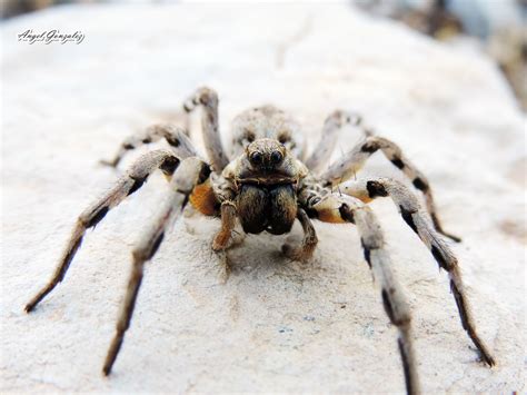 Abriendo Caminos Araña Lobo