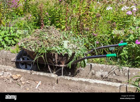 Wheelbarrow Full Of Weeds Garden Weeding Stock Photo Alamy