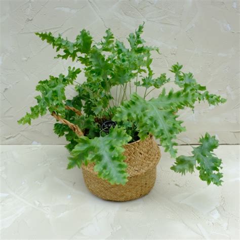 입고하자마자 판매되는 식물 Top5 다바나고사리 Phelebodium Aureum Davan 일명 블루스타펀 플랜테리어 식물로 추천 수원 동탄 망포 용인