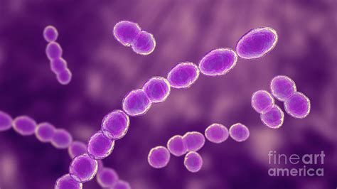 Leuconostoc Bacteria Photograph By Kateryna Konscience Photo Library