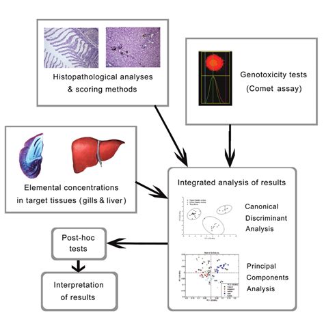 Schematic Overview Of The Integrated Use Of Different Toxicological