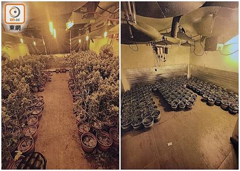 上水金錢村搗大麻種植場 檢1200萬元貨拘1男子 Oncc 東網 Line Today