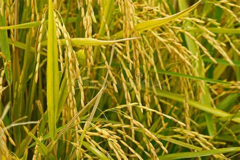 Rice Field Agriculture Grain Food Yield Season Stock Image Image Of