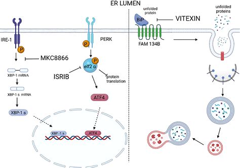 Frontiers ER Stress As A Trigger Of UPR And ER Phagy In Cancer Growth