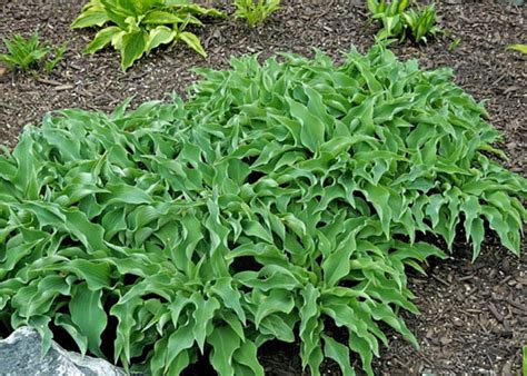 Buy Minature Hostas Online Mini Hosta Plants Are Perfect As Border Perennial Shade Plants Nh