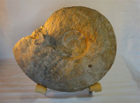 Fossil Pachydiscus 615x510 Mm 39800 Gr Catawiki