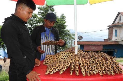 Destructive Fishing Pushing Snowtrout Towards Extinction In Himalayan