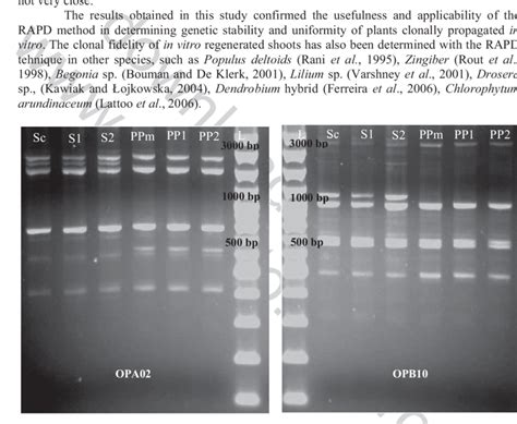 RAPD Profiles Of The Plant Investigated With Primers OPA And OPB