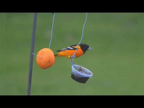 23 Diy Oriole Feeder Plans Do It Yourself Easily