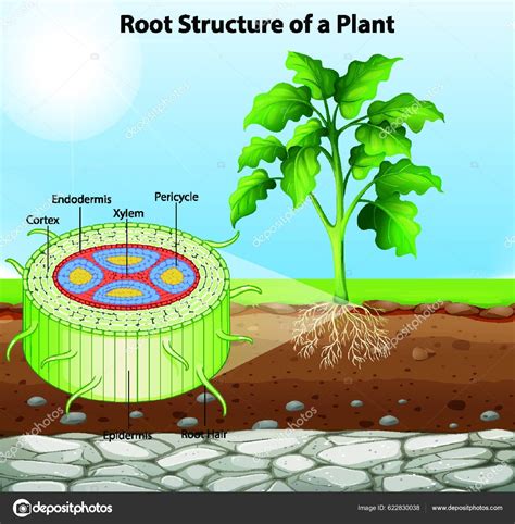 Diagram Menampilkan Struktur Akar Dari Suatu Tanaman Vektor Stok Oleh