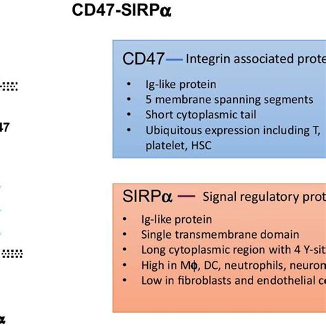 Dont Eat Me” Signal Versus Eat Me” Signal Download Scientific Diagram