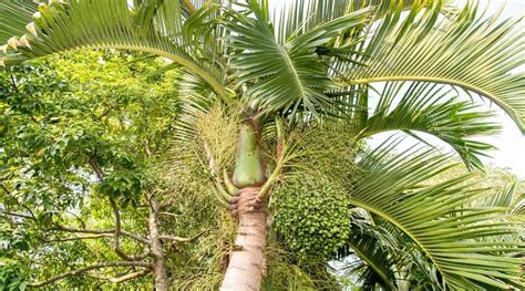 Types Of Palm Trees That Grow Well In Florida