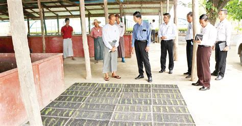 ဒုတိယဝန်ကြီး ဦးမြင့်စိုး မိုးစပါးစိုက်ပျိုးမည့