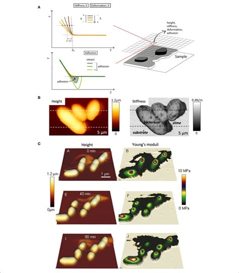 Multiparametric Imaging On The Fly A Generation Of Multiplexed