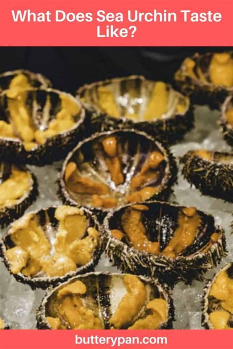 What Does Sea Urchin Taste Like Butterypan