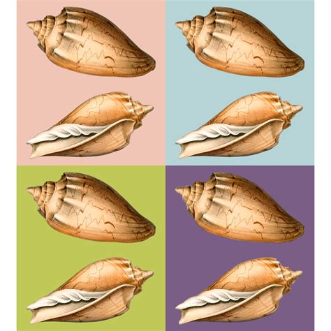 Hunters Marbled Volute Shell Tofujoe