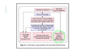 Automated System For Bacterial Identification PPTX