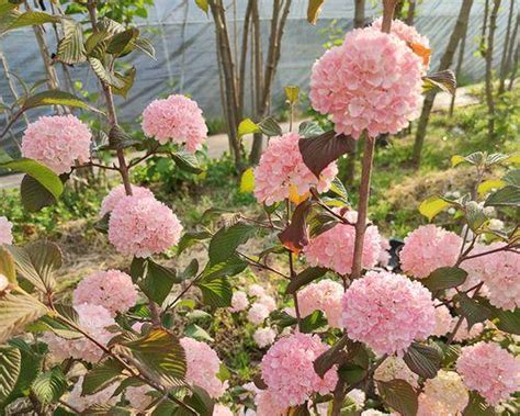 探秘木本植物世界（从根到枝叶，掌握木本植物的奥秘） 花卉百科 繁趣花卉网