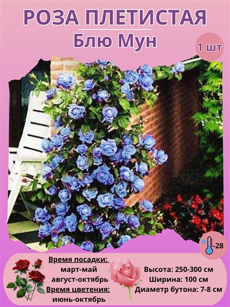 Вьющиеся растения для забора быстрорастущие — купить по низкой цене на Яндекс Маркете