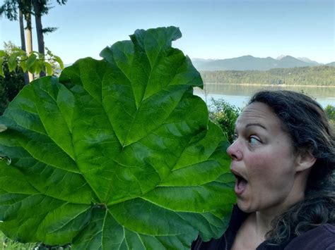 Rhubarb Going To Seed