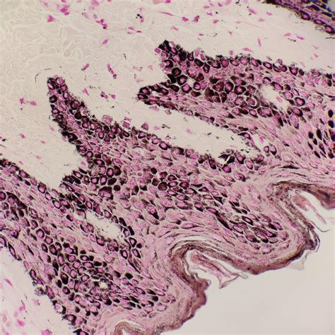 Fontana Masson Rhistology