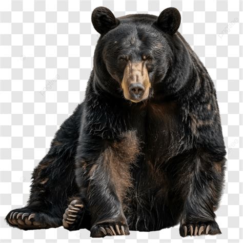 경계 자세를 취하고 있는 커다란 흑곰 큰 흑곰 경고 곰 광야에서 곰 Png 일러스트 및 이미지 에 대한 무료 다운로드 Pngtree