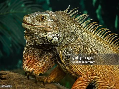 Freaky Face Photos And Premium High Res Pictures Getty Images