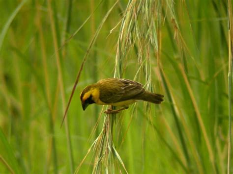 Compact Weaver Ploceus Superciliosus Female Adult Breeding Gupa77670