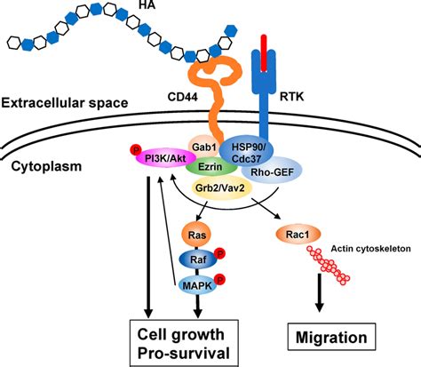 Signalling Pathways Heart Disease At Amanda Okane Blog
