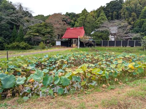 結縁寺千葉県印西市秘仏不動明王と彼岸花寺社城郭探訪記
