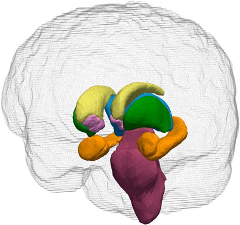 Segmentation Of A T1 Weighted High Resolution Brain Structural Image
