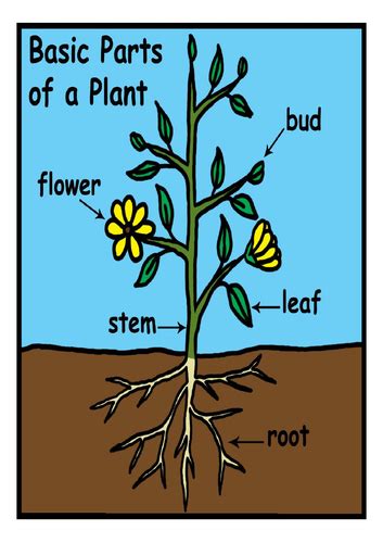 Sam Plants A Sunflower Teaching Resources For Story ~ Eyfs Ks1 Literacy