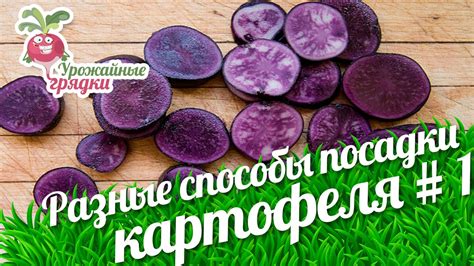 Разные способы посадки картофеля. Сажаем фиолетовую картошку #1 - YouTube