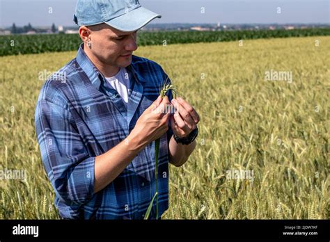 Farmer Standing In The Wheat Field Estimating The Yield Agronomist