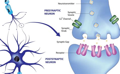 Structure Of Synapse 55204964 Vector Art At Vecteezy
