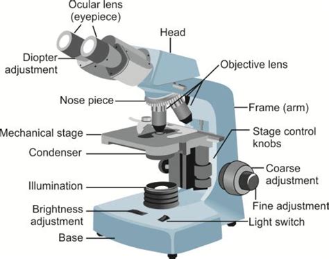 Binocular Compound Microscope Diagram Tvhg